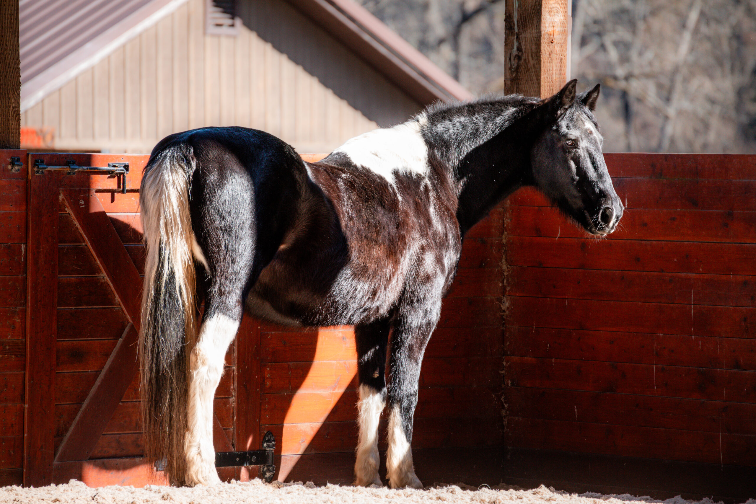 Free Rein Center – Horses Helping Humans Heal